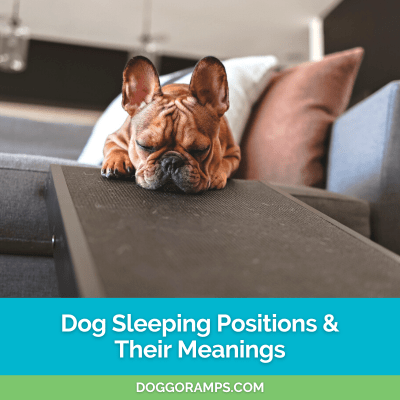 Dog Sleeping Positions and Their Meanings