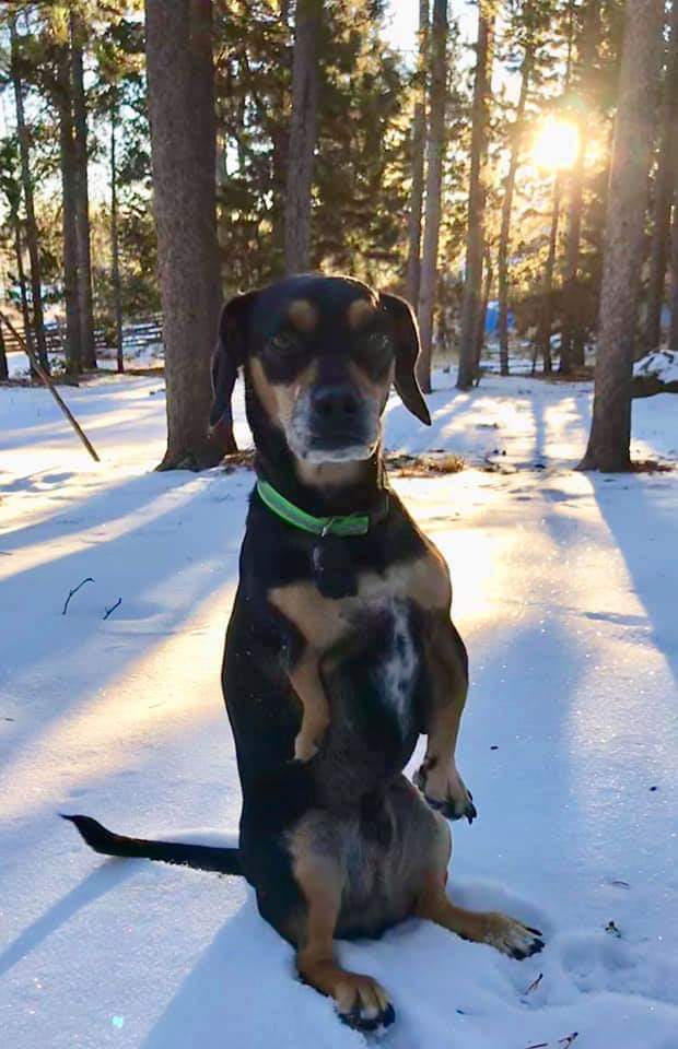 A Bed Ramp That WORKS for Disabled Dog, Nemo, with Three Legs